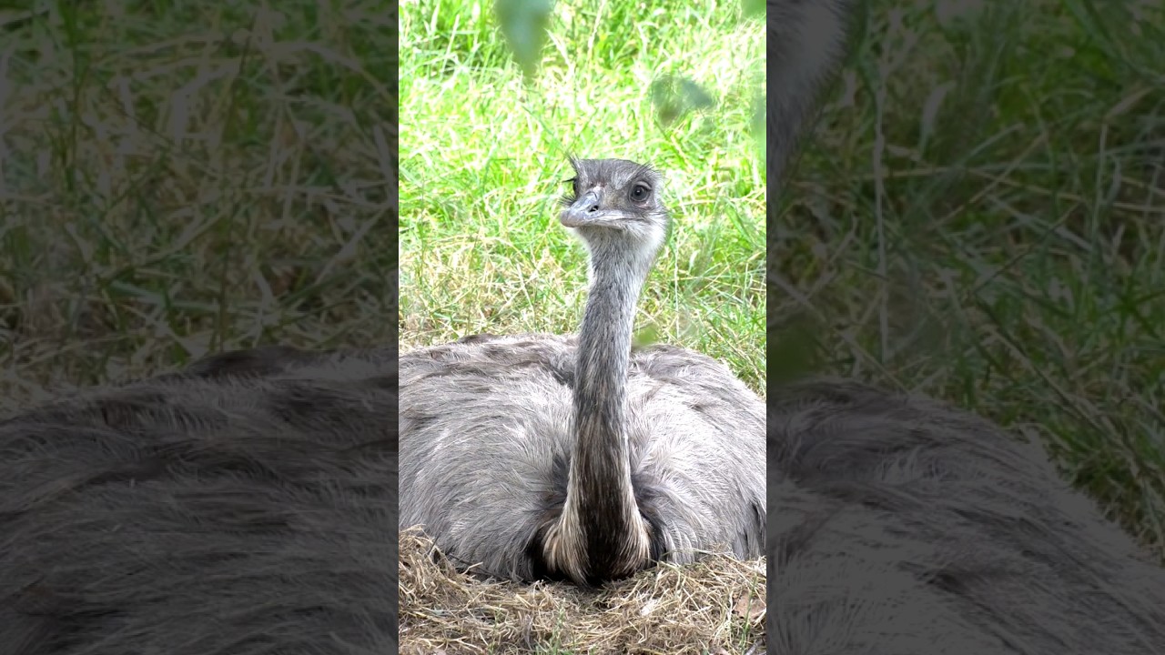 Beautiful Emu 😍 #explore #cute #foryou #emu #cat #fun #pet #animals # ...