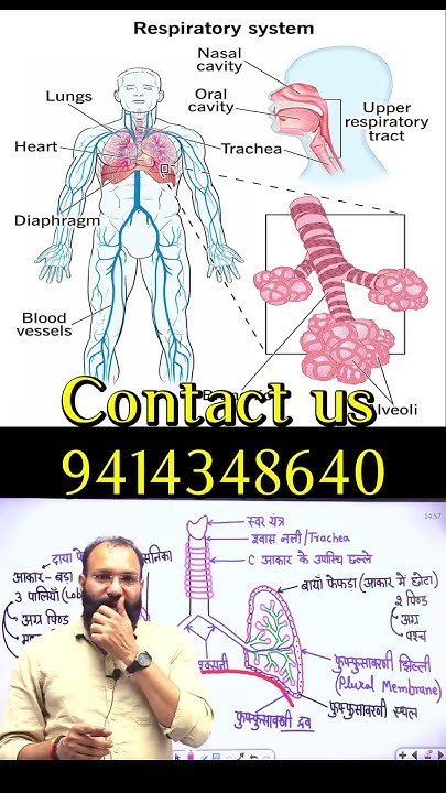 The Structure of Lungs || How Your Lungs Work #respiration #lungs # ...