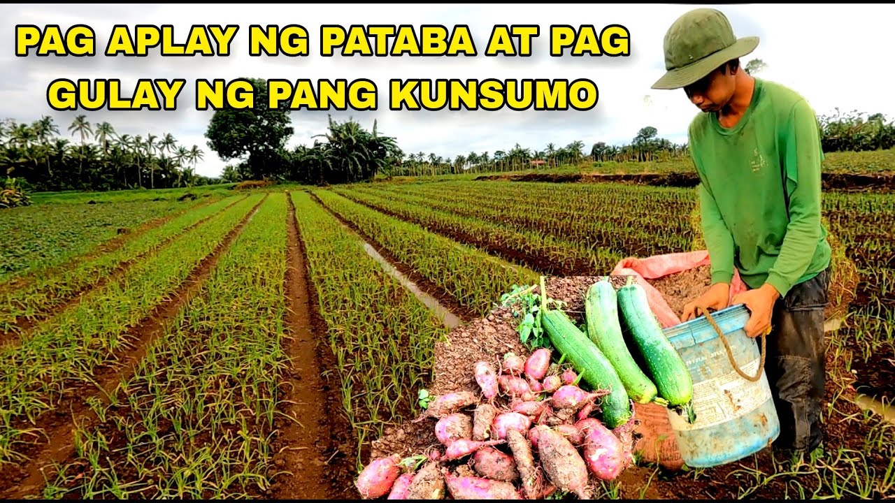 pag APLAY ng pataba sa sibuyas - YouTube