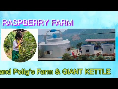 POLIG'S Farm and Raspberry Farm @ Tublay,Benguet - YouTube