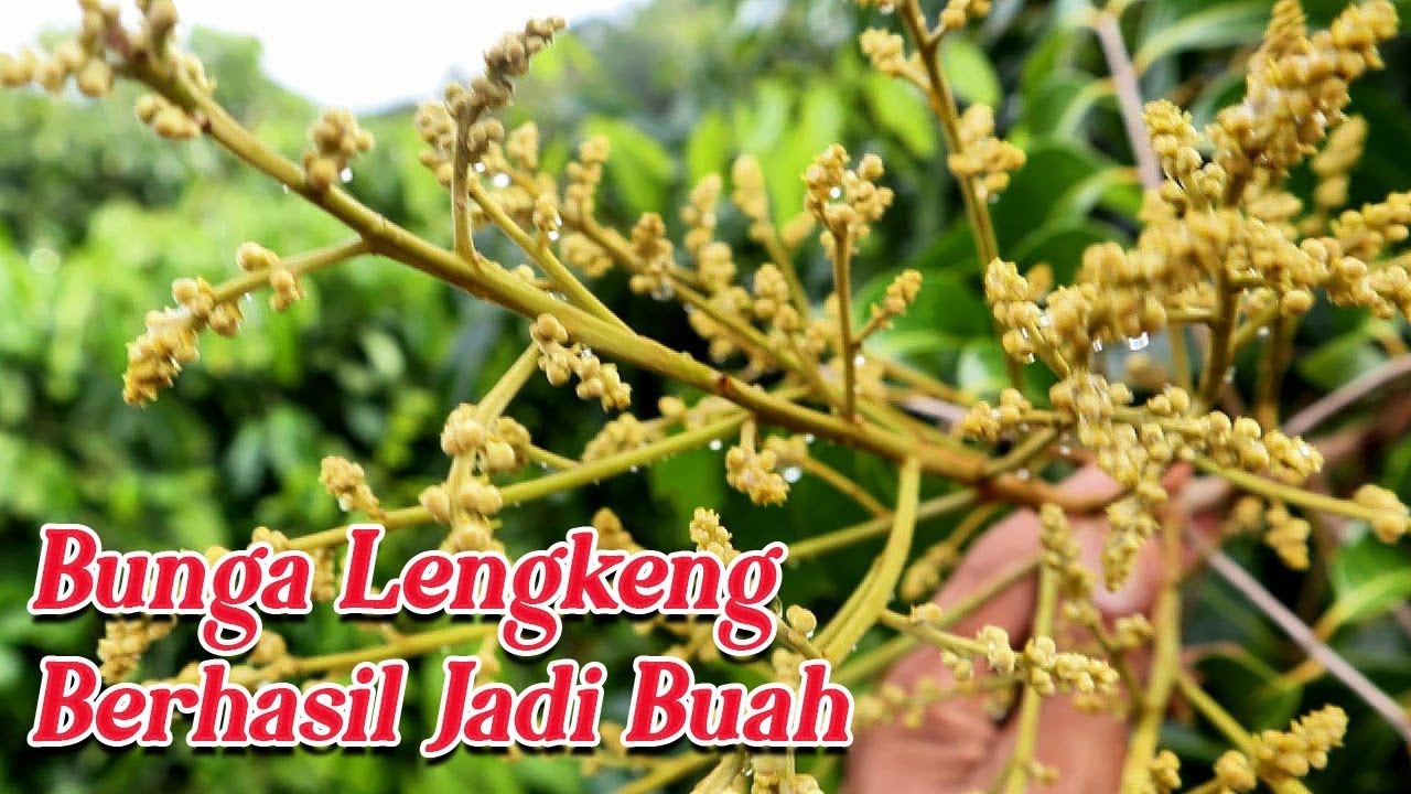 Cara optimalkan bunga lengkeng menjadi buah #adyrajalengkeng #lengkeng ...