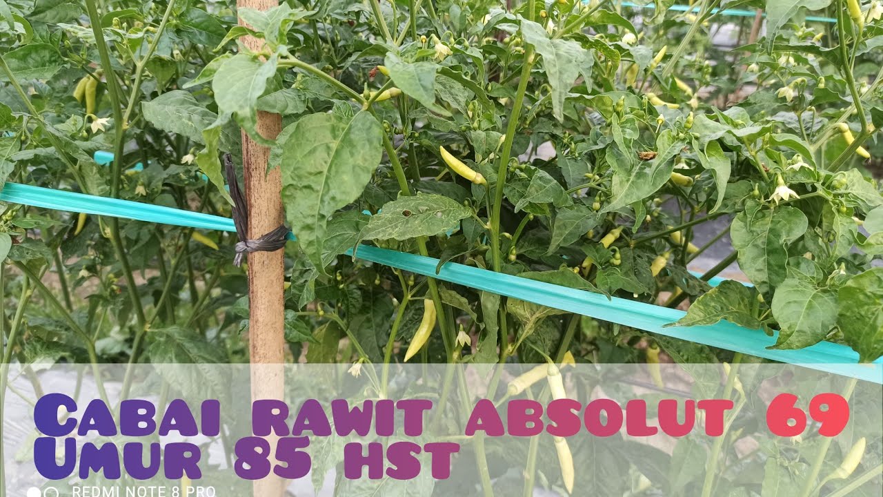 GUNAKAN KALSIUM+BORON UNTUK MENCEGAH BUNGA/BUAH CABAI RONTOK | CABAI ...