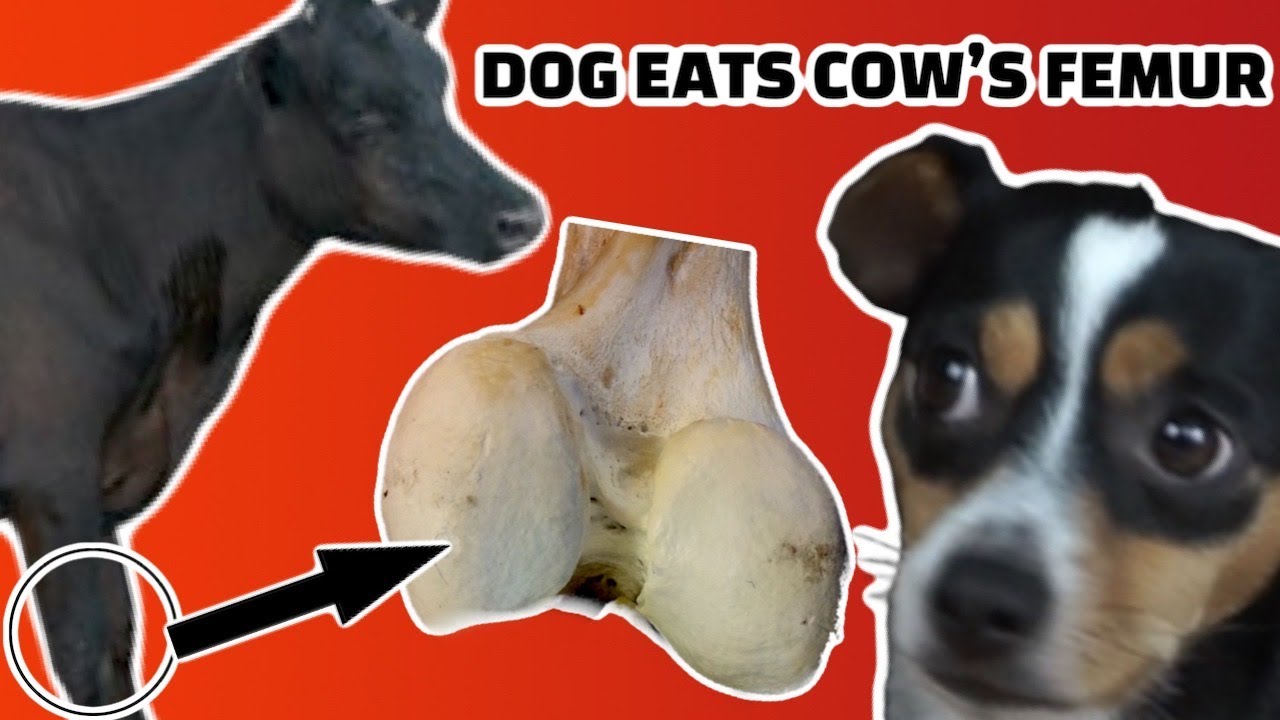 ASMR | DOG EATS COW FEMUR - NOTHING BUT EATING SOUNDS - YouTube