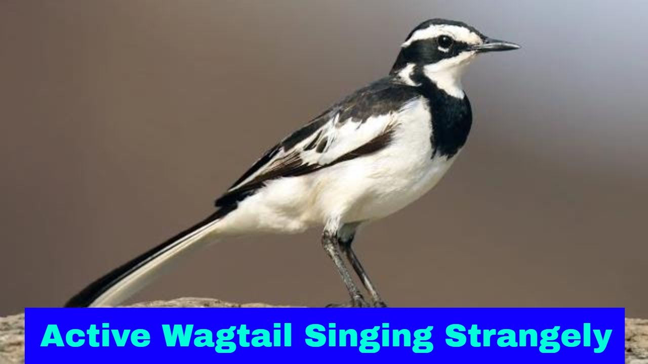 16. Sweet Talking Bird - White-browed Wagtail Calling, Singing ...