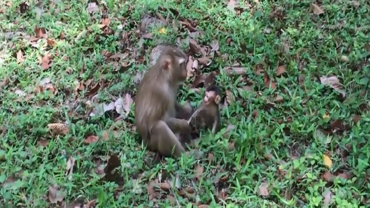 Cute Little Monkey Baby-Light Brown Color Monkey || Daily Monkey-ABlife ...