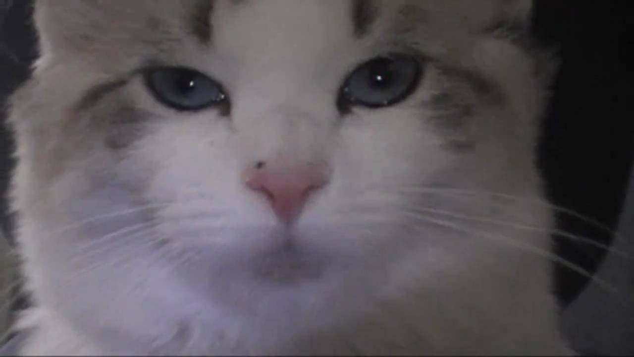 Talking Kitten Responds To Questions (Subtitled Version) [HD] - YouTube