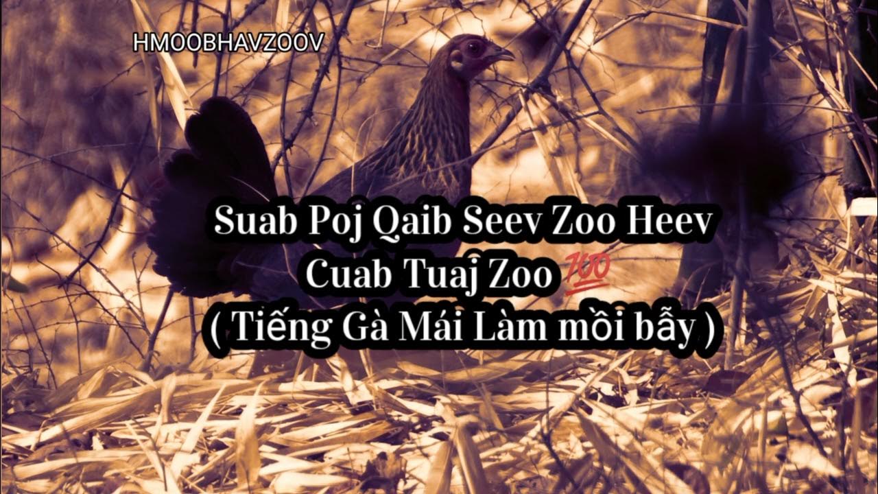 Poj qaib Cuab seev Cuab tuaj zoo heev & Gà Mái - YouTube