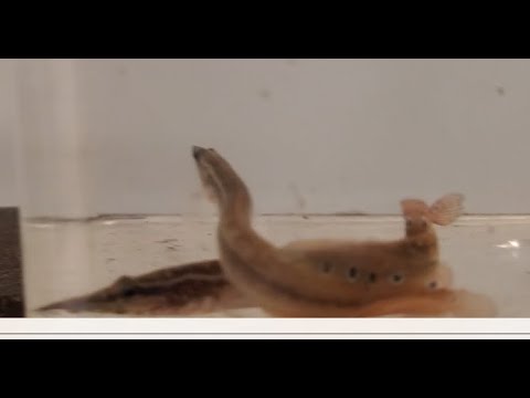 Dwarf Redtail Eel World Premier Video (2021) #shorts #viral - YouTube