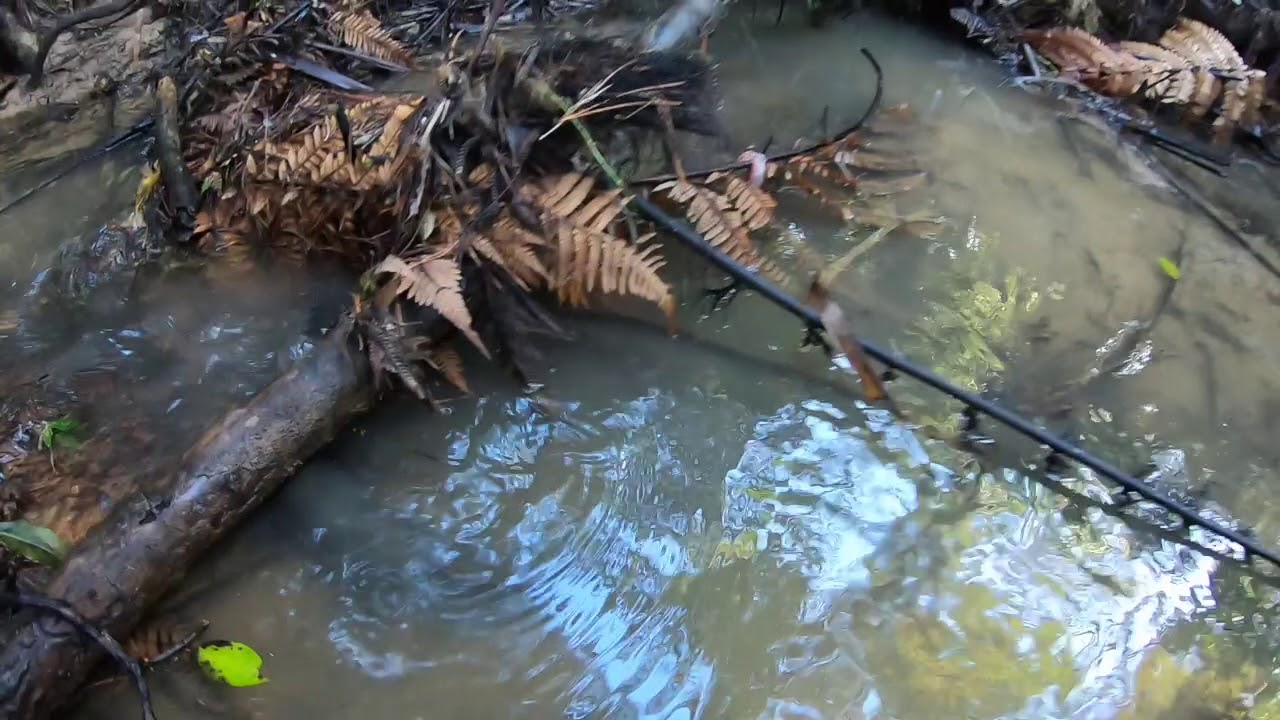 Eel feeding - YouTube