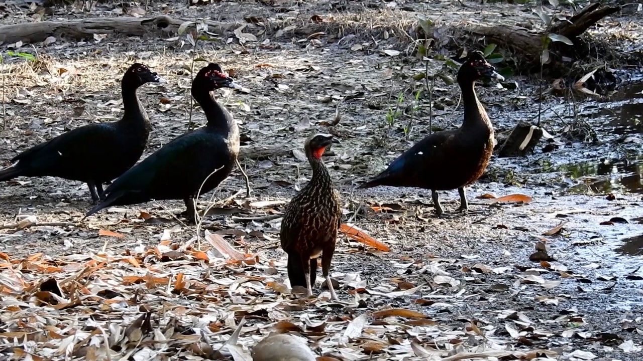 PATO-DO-MATO Selvagem (CAIRINA MOSCHATA), MUSCOVY DUCK, PATO ...