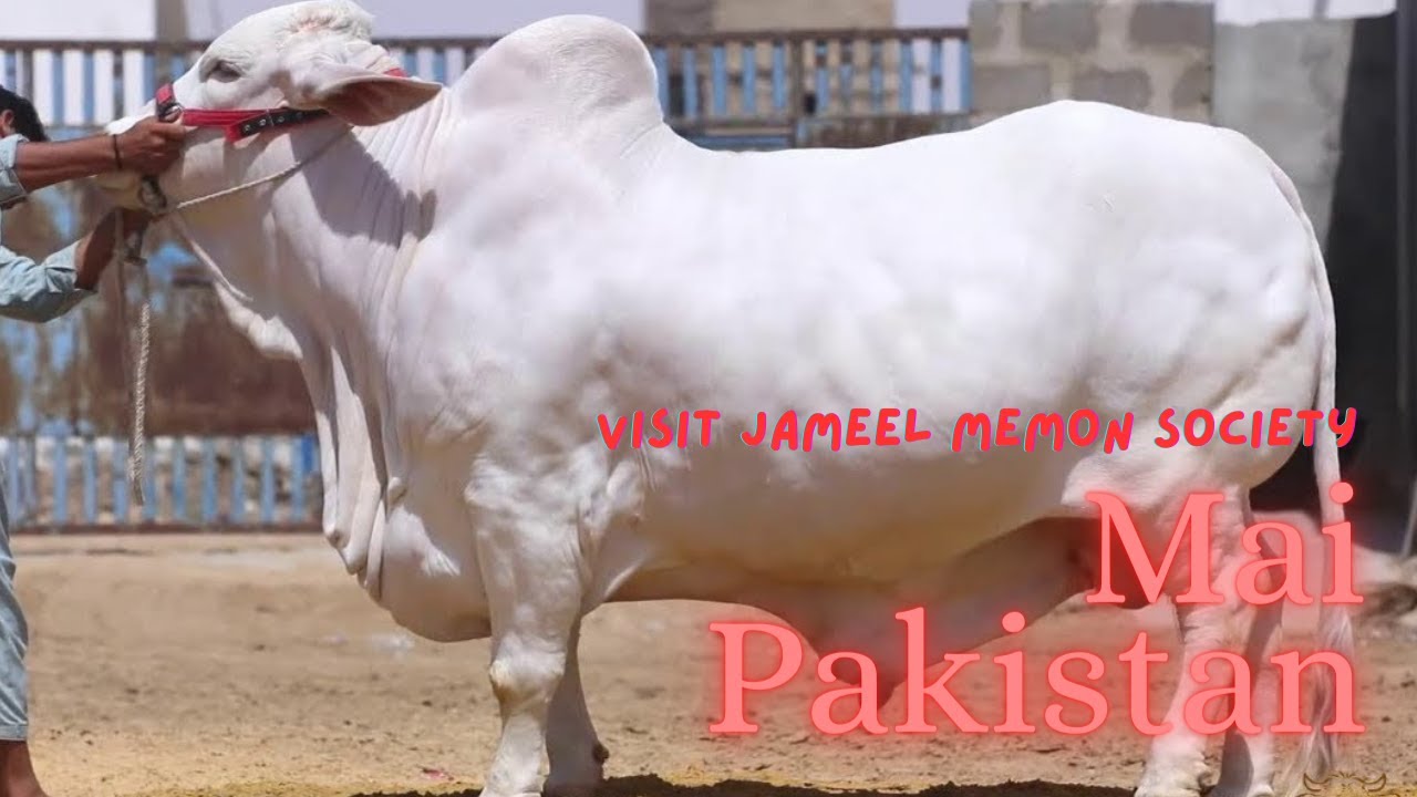 Visit Jameel Memon Society - YouTube