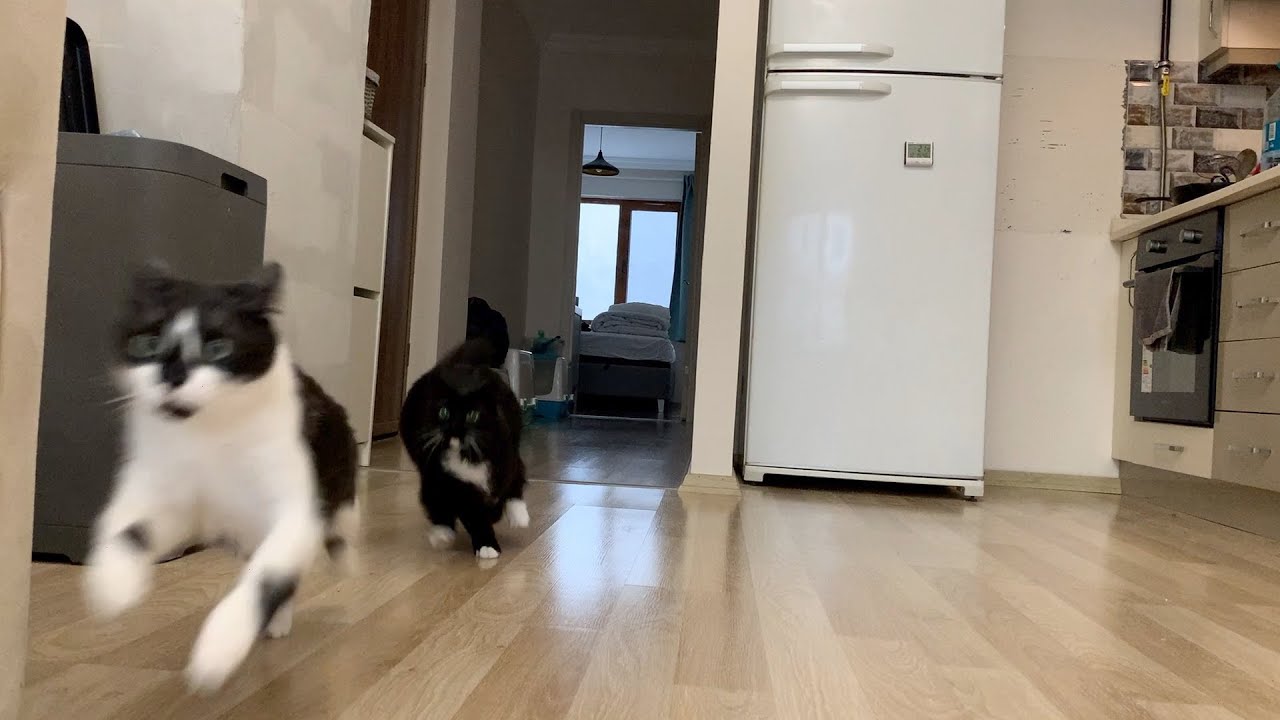 Cat Galloping, Full of energy!!! - YouTube