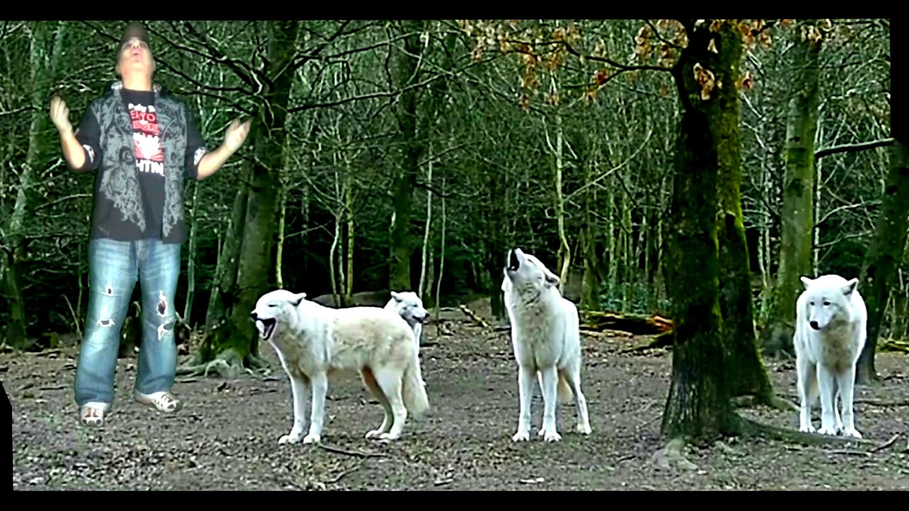 howling wolf pack HD - YouTube