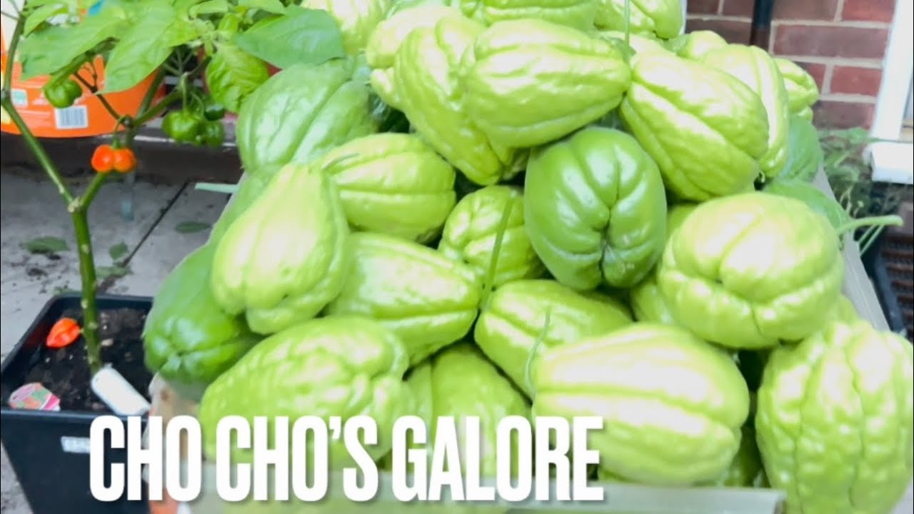 Growing Cho Cho in London #chocho #food #sitbackandenjoytheshow # ...