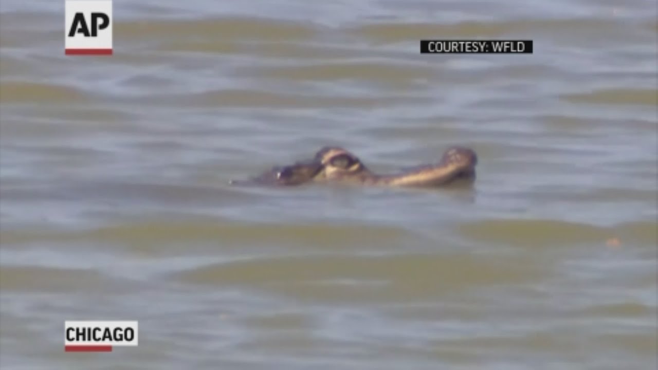 Chicago police confirm alligator in lagoon - YouTube