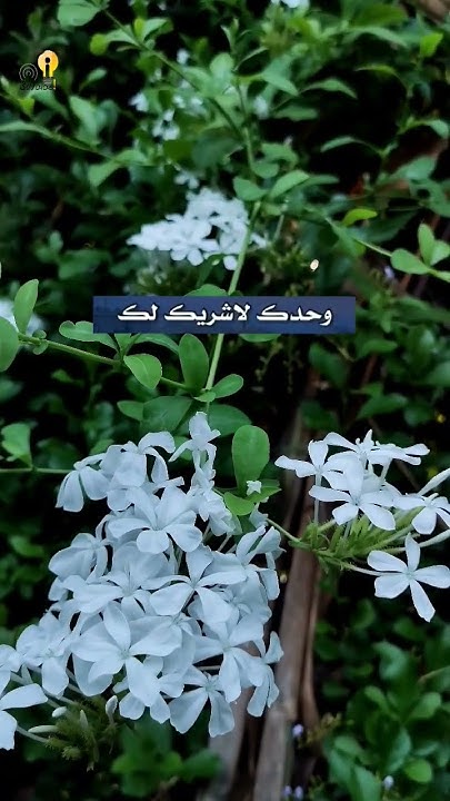 اللهم إني أصبحت أشهدك وأشهد حملة عرشك 🤲 Youtube