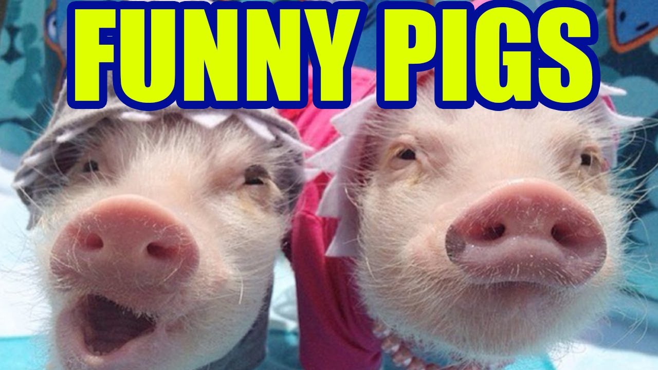 Funny PIGLETS compilation PIGLETS will make you LAUGH - YouTube