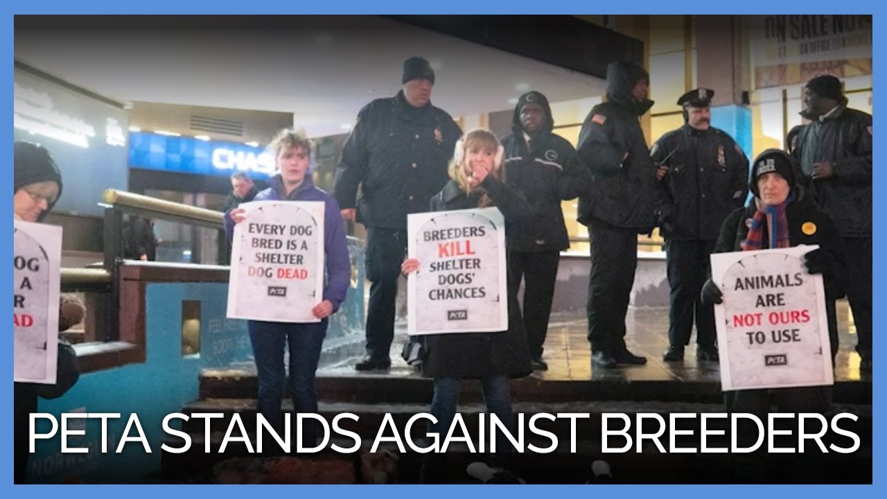 PETA Supporters Stand Up for Shelter Dogs Outside Westminster Dog Show ...