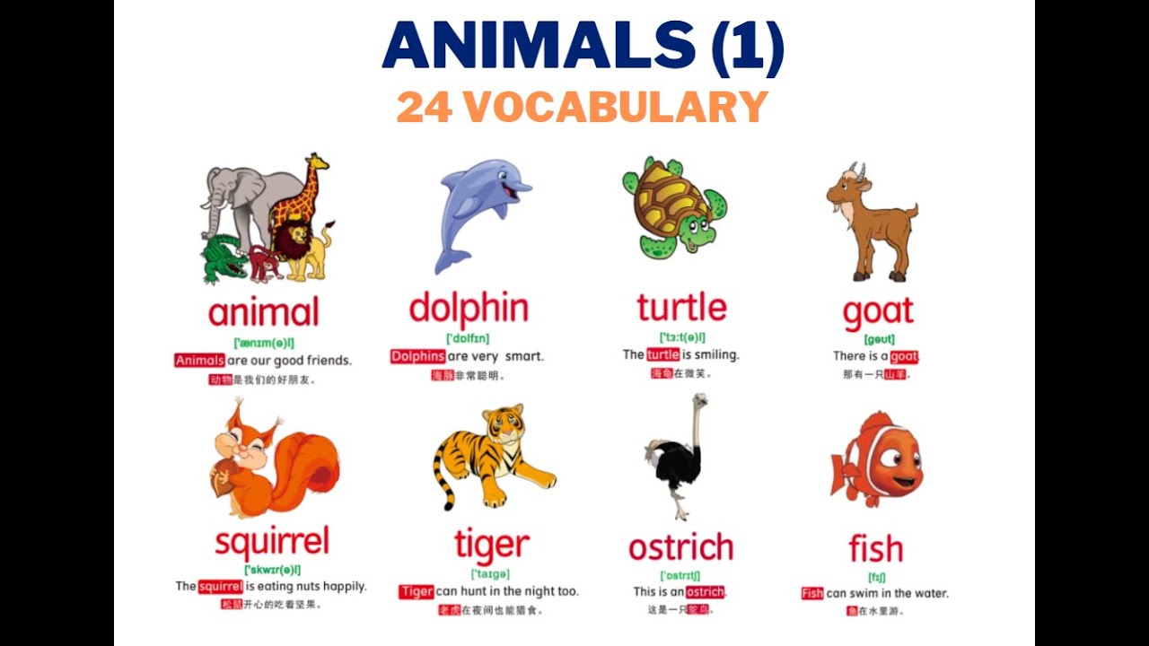 Animal Vocabulary English (Part 1) 🐬🐢🐅 Learn English for Kids 关于动物的英语单词 ...