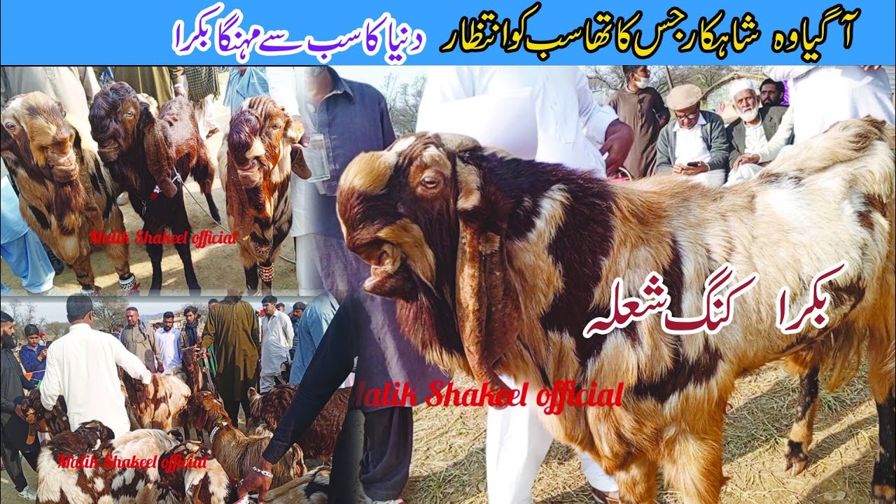 Most famous and most beautiful male breeder king 👑 shola champion 🏆 of ...