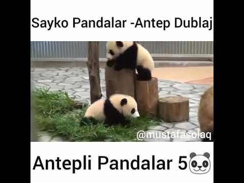 Sayko Pandalar - Antep Dublaj