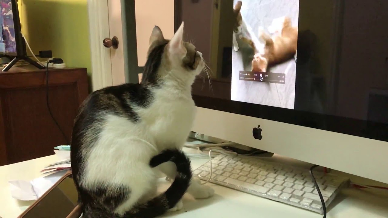 My Intellectual kitten! 隻貓咁似我嘅!ginger cat - YouTube