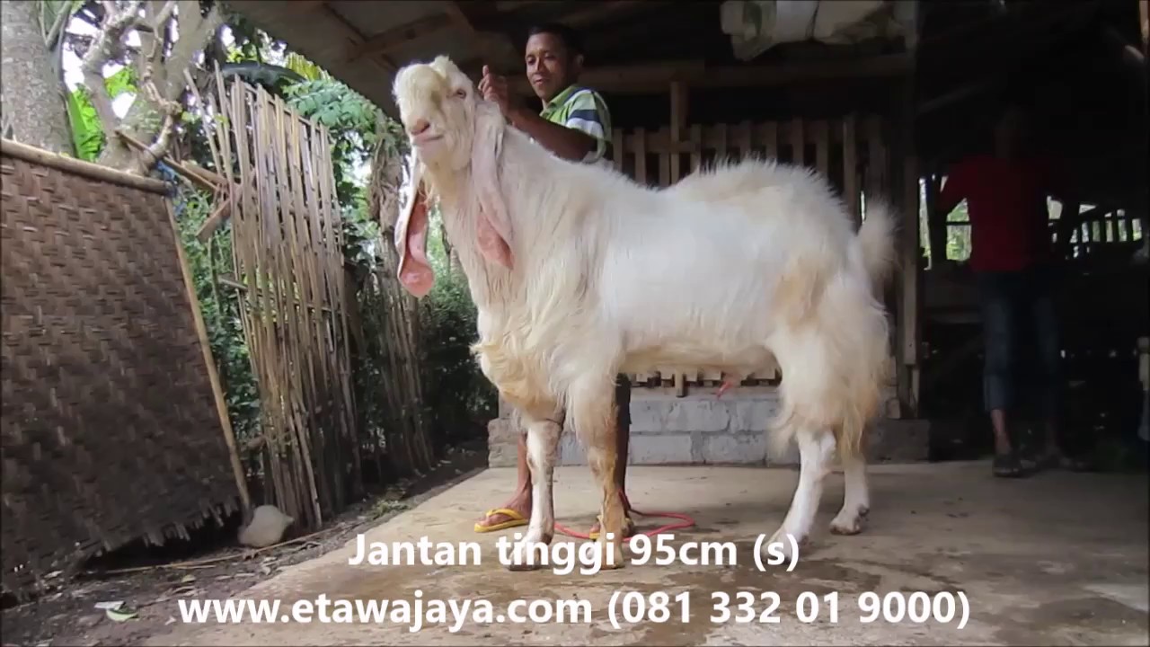 Kambing Etawa Super Besar Despacito - YouTube