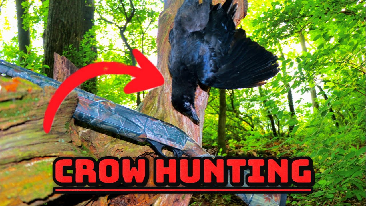 CROW HUNTING || BASIC GEAR { WHAT YOU NEED!! } - YouTube