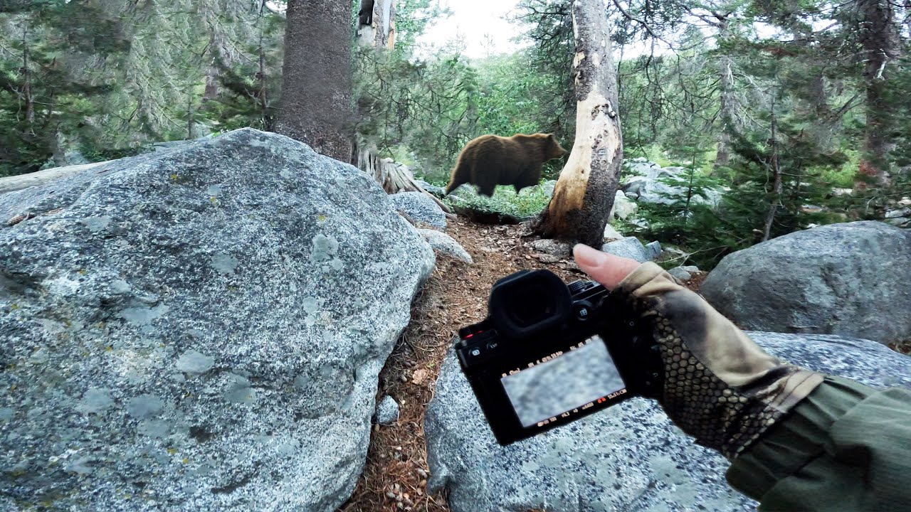 Forest POV Bear Photography | Close Encounter - YouTube