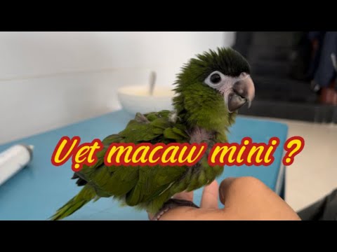 Dòng vẹt Hahn's Macaw/ Vẹt Nam Mỹ Mini/ Hahn Macaw/ Mini Macaw/ vẹt Macaw size nhỏ. - YouTube