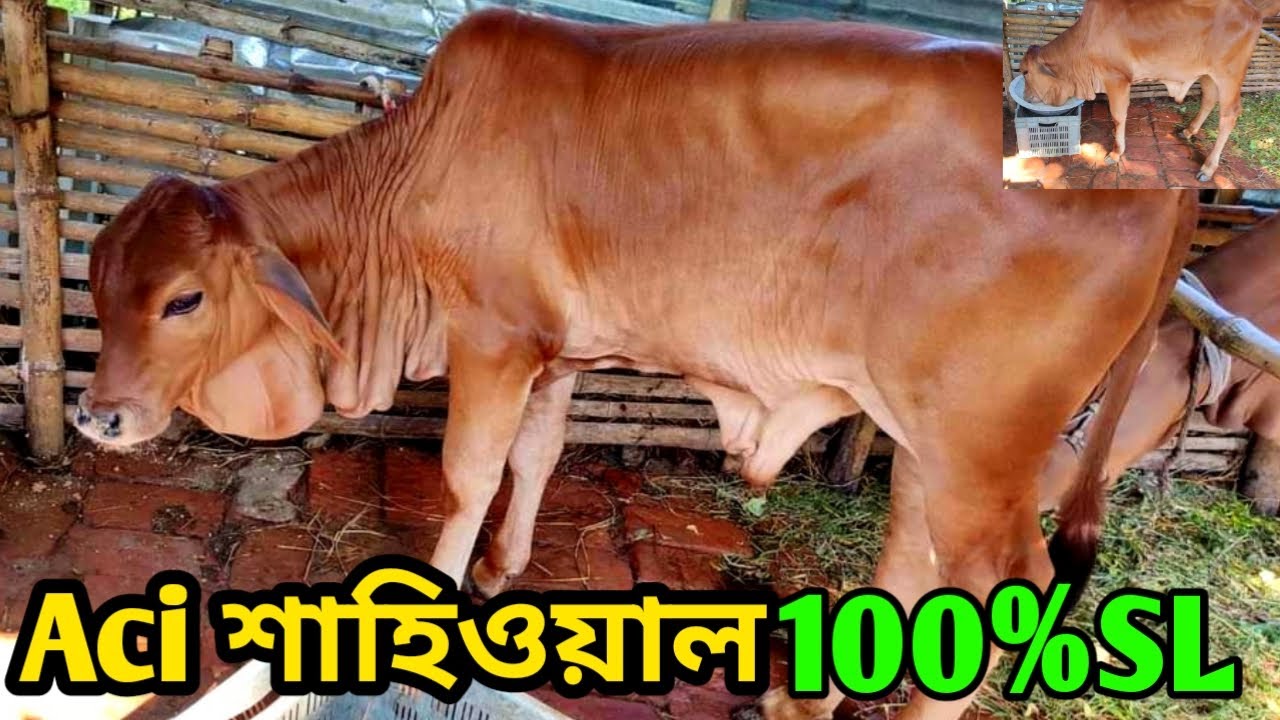 Aci ও ব্র্যাকের 100% ও 75% এর শাহিওয়াল বুলের সুন্দর বাচ্চা🔥🥰💥Sahiwal bull and Baby💥🔥Aci&brac ...