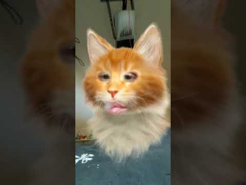 vaping cat - YouTube
