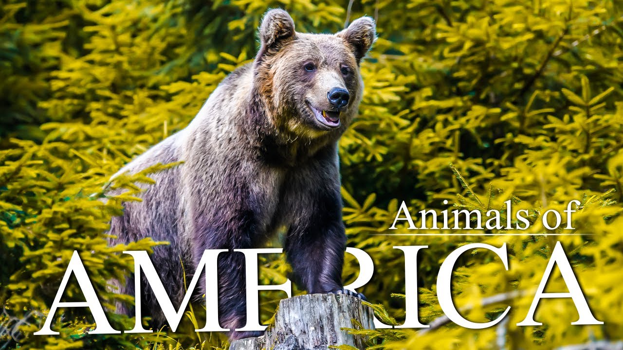 Animals of America 4K - Animals That Call The Jungle Home | Amazon ...