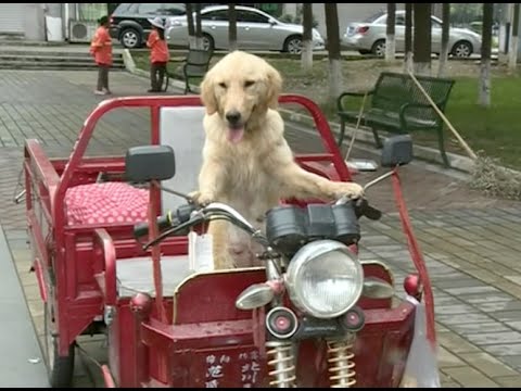 Amazing Golden Retriever Perform Great Dog Tricks ! - YouTube