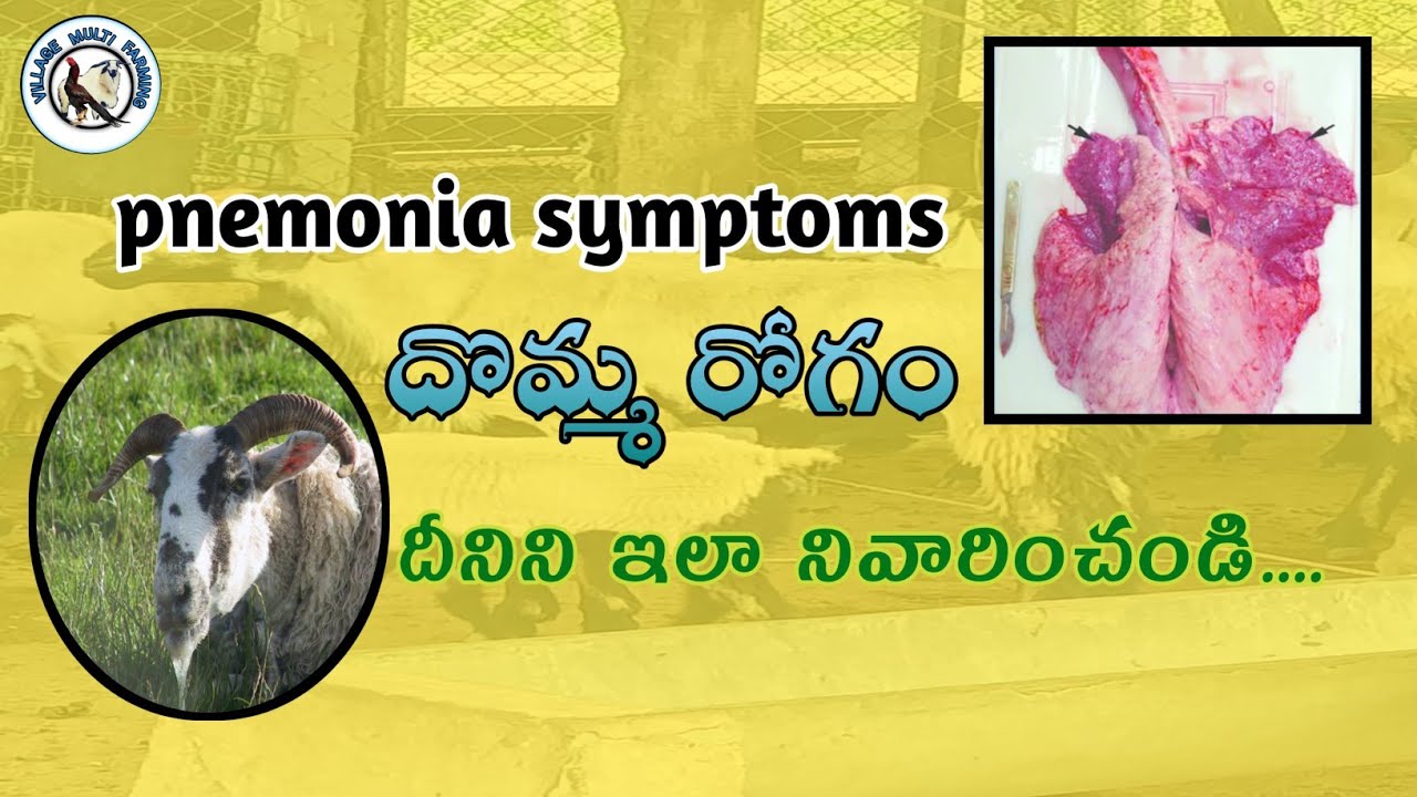 How to identify Pneumonia symptoms &How to control Pneumonia in cattle ...