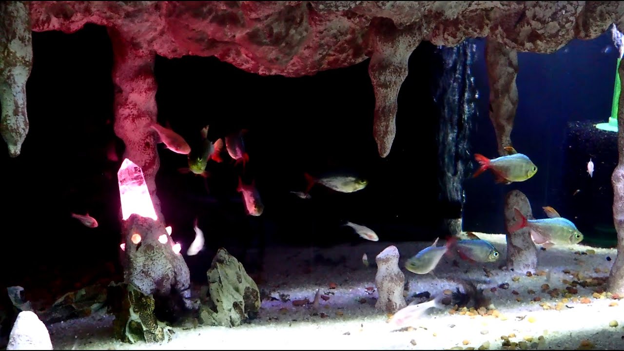 Blind Cave Tetra Breeding
