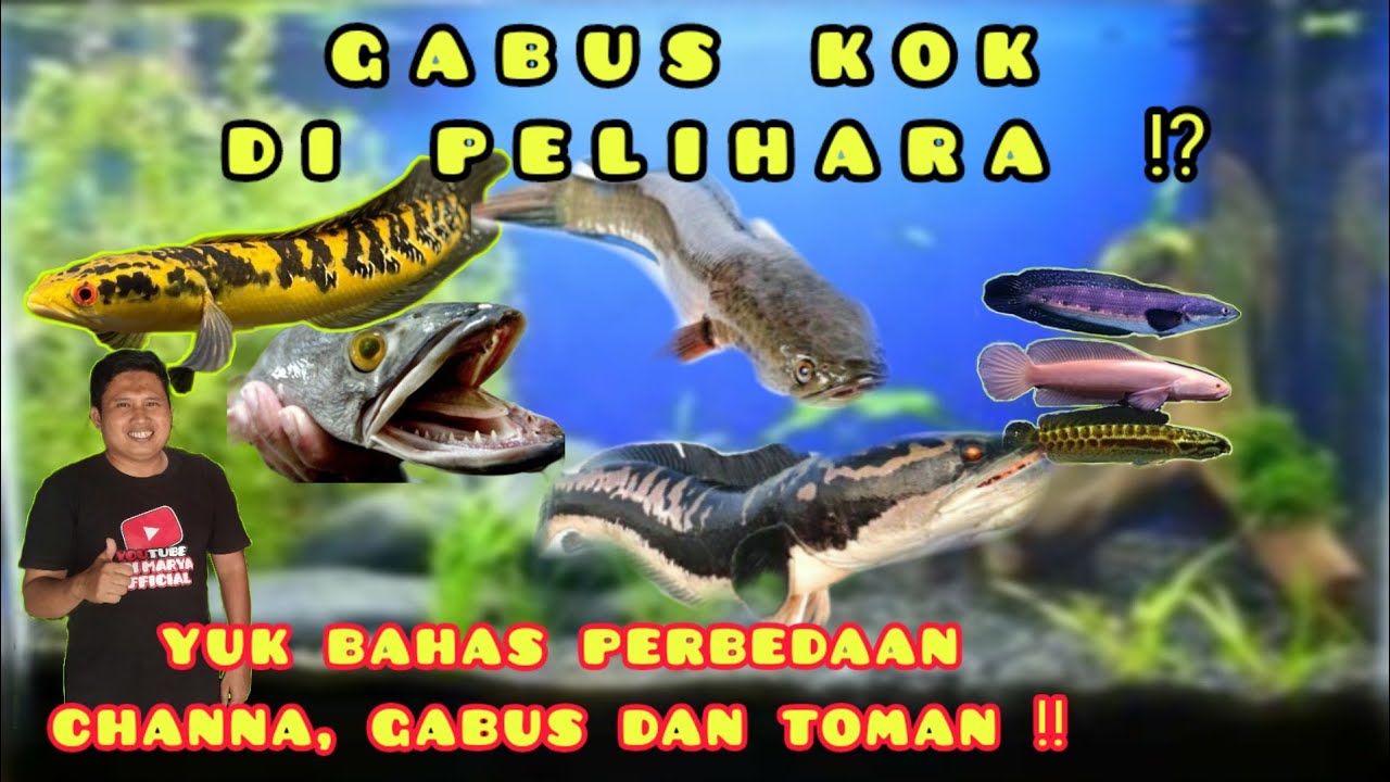 Perbedaan Ikan Channa dan Gabus Perbedaan Channa dan Toman ‼️ - YouTube