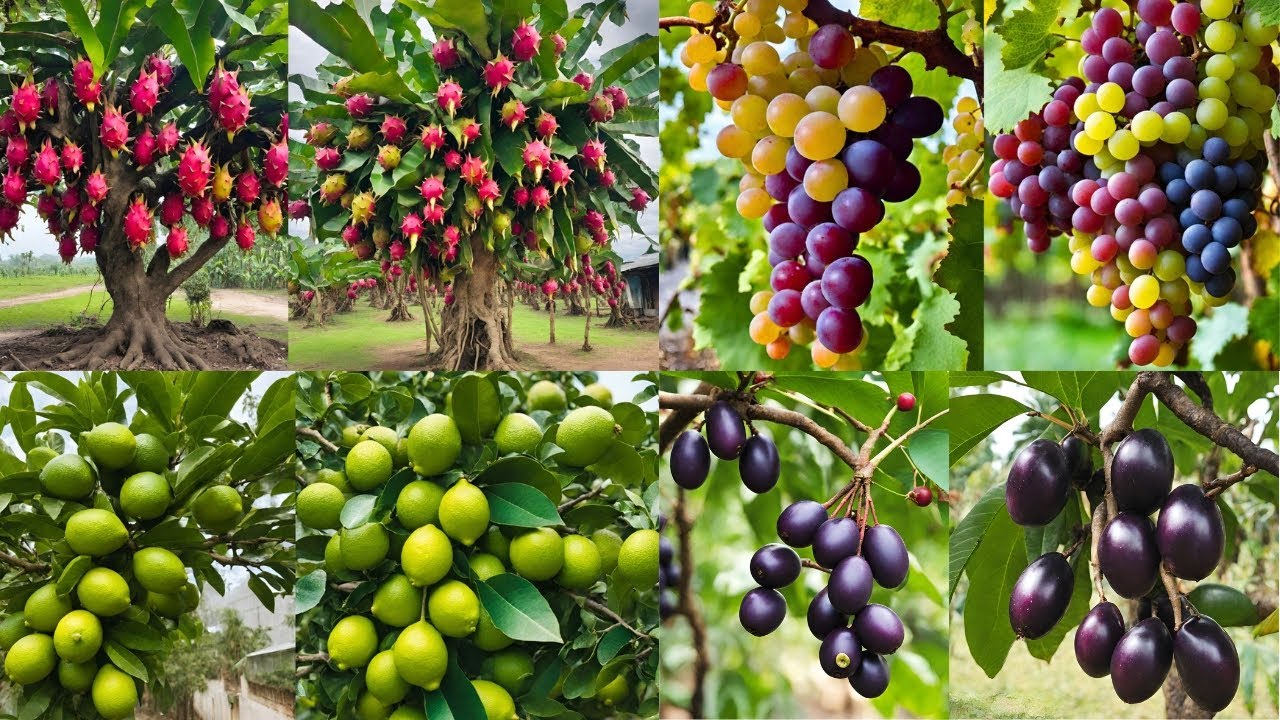 Best 5 Inventions & Ideas for how to grow Grapes, Lemon, Guava, Dragon ...