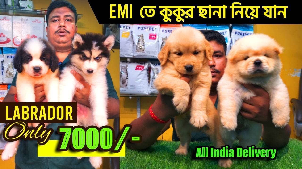 EMI তে কুকুর ছানা নিয়ে যান | Dog Market in Kolkata | Recent Dog Puppy ...
