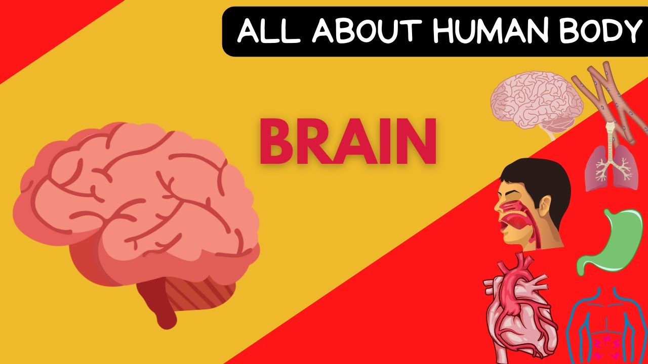 Brain | All About Human Brain - YouTube