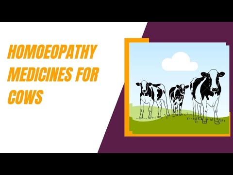 homoeopathy treatment cow#cow#veterinary#veterinarymedicine#dairyfarm# ...