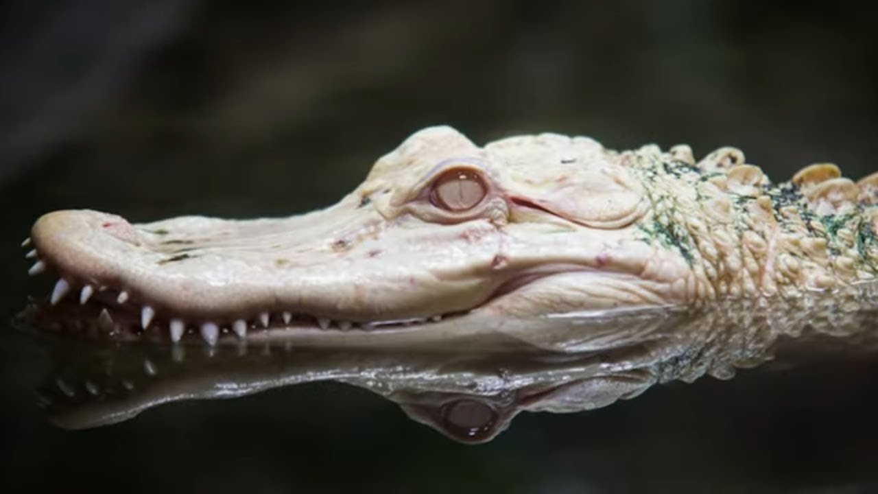 RAREST Reptiles On The Planet YouTube rarest-reptiles-on-the-planet-youtube