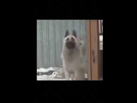 Doggo egg! (11/31) - YouTube