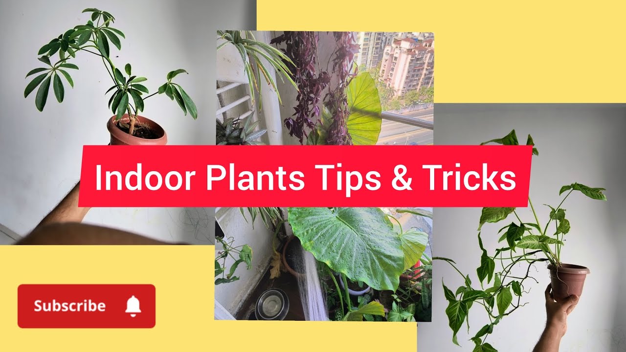 04 Essential Indoor Plant tips and Tricks - YouTube