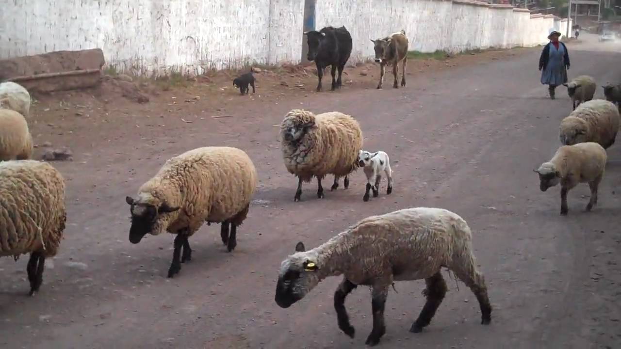 ovejas (sheep) in Tipón, Peru - YouTube
