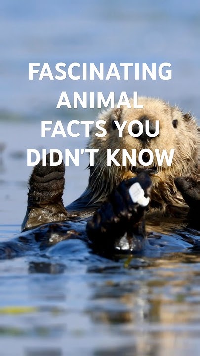 Fascinating Animal Facts You Didn't Know #animals #facts - YouTube