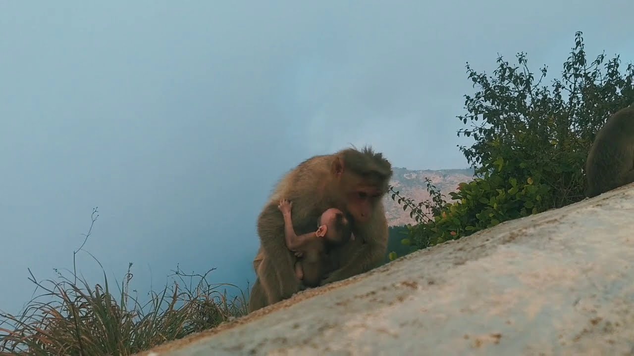 Nandi Hills | Episode 04 | Tipu's Drop Part :01 | Vanu Parameshwar ...