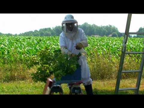 FREE Bees! How to capture and hive a swarm of honey bees - YouTube