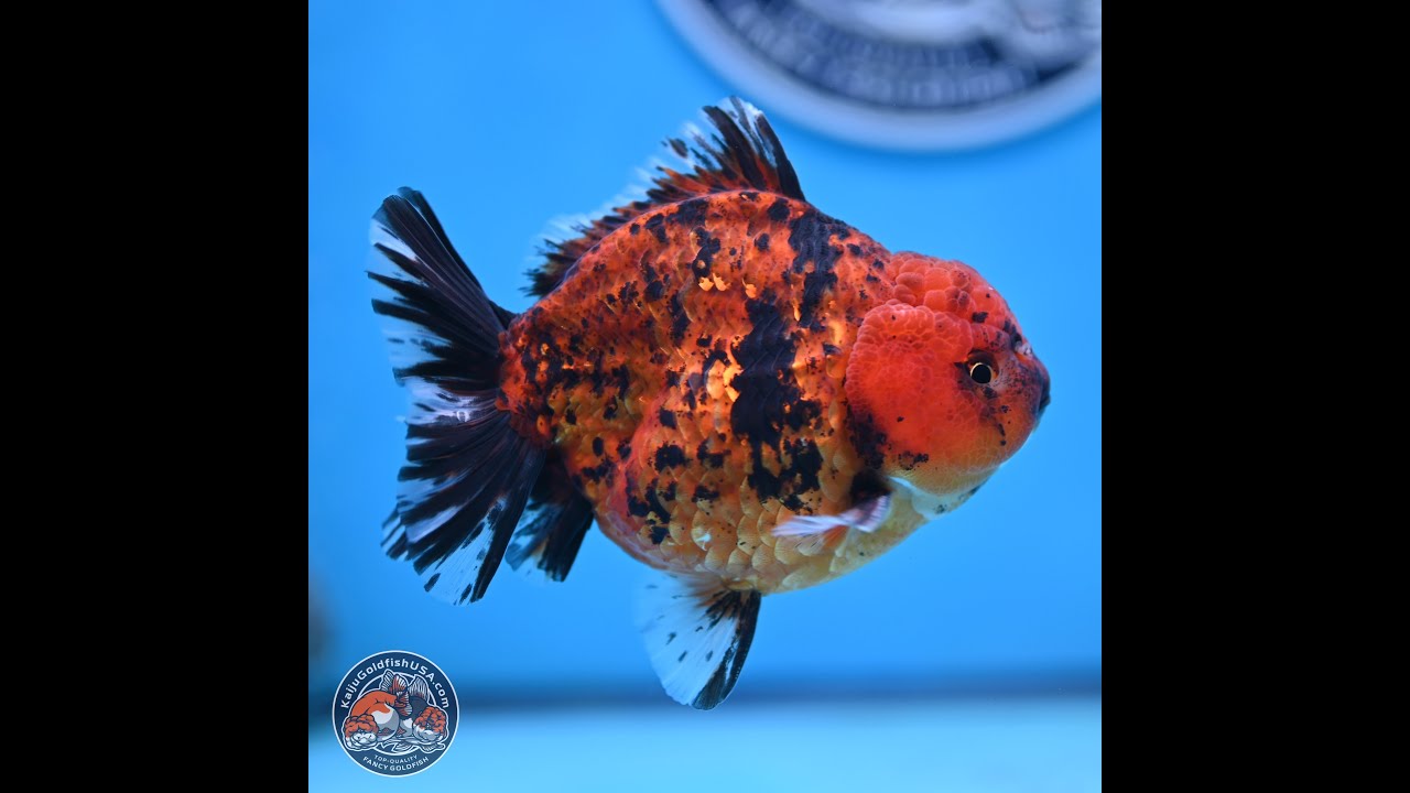 Shogun Tiger Oranda 4 inches Body - Male (250131_OR15) - YouTube