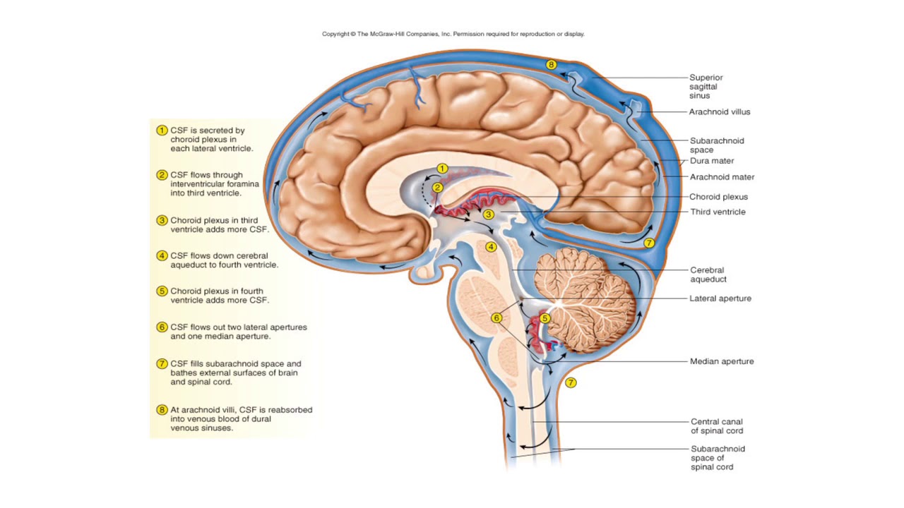 Brain and spinal cord (meninges, sinus, CSF flow) - YouTube